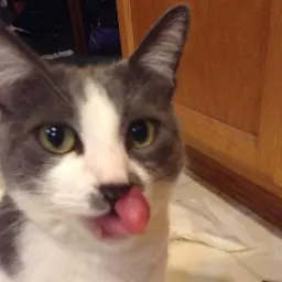 Welcome-Fireworks - Paper Plugin | Hangar